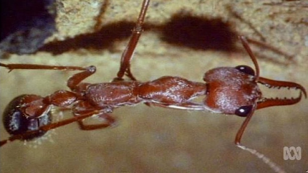 Encounter Underground: Ant anatomy - ABC Education