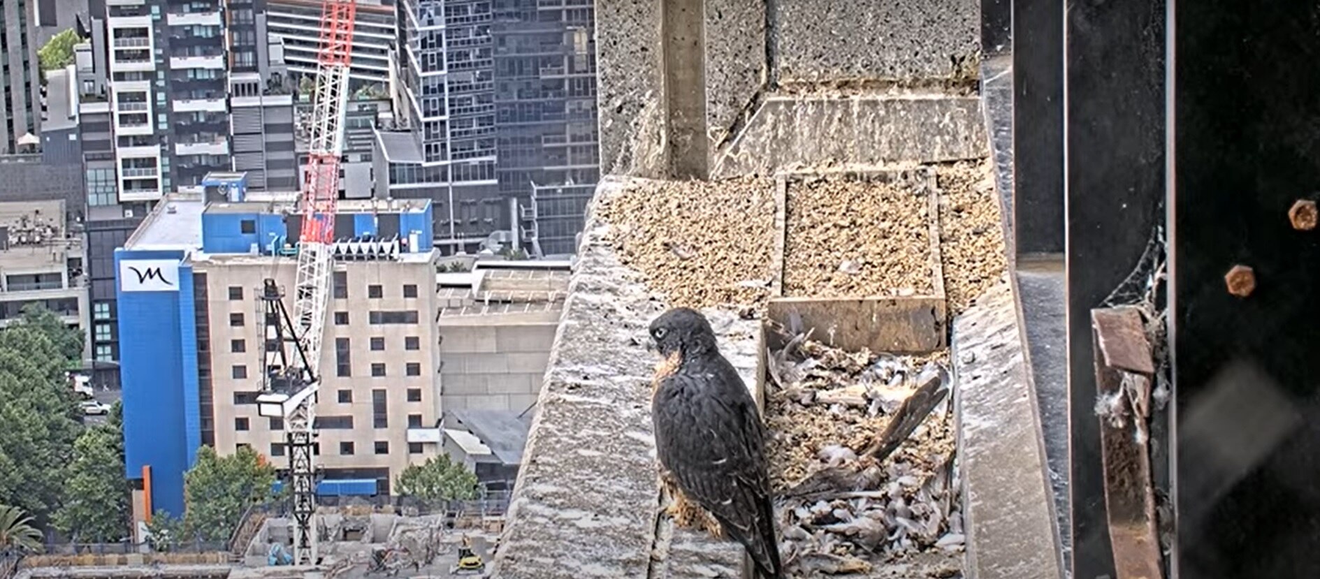 Collins Street peregrine falcon chicks fly the coop - ABC listen