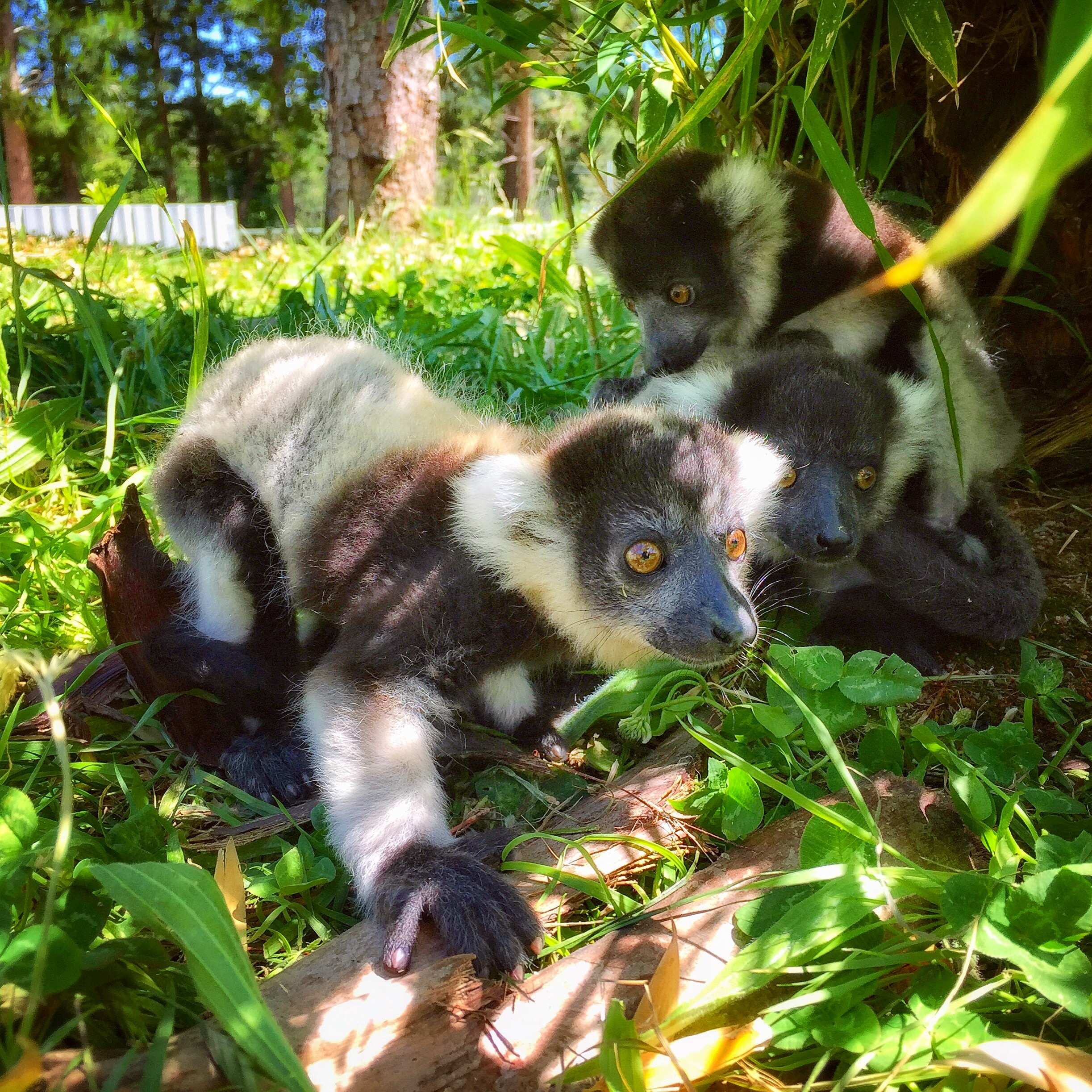 Lemur quadruplets born at Canberra zoo an important boost for species ...