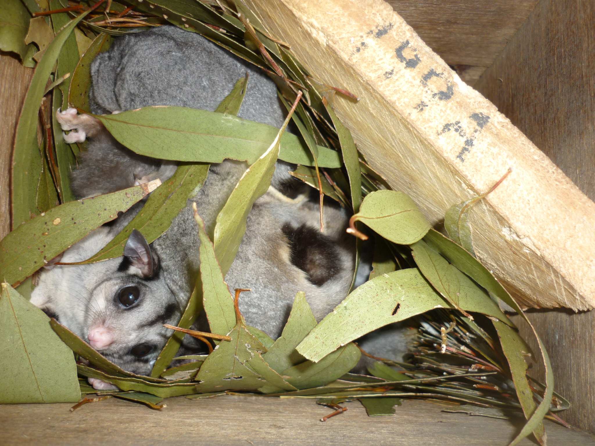 Connie Agius - ABC News