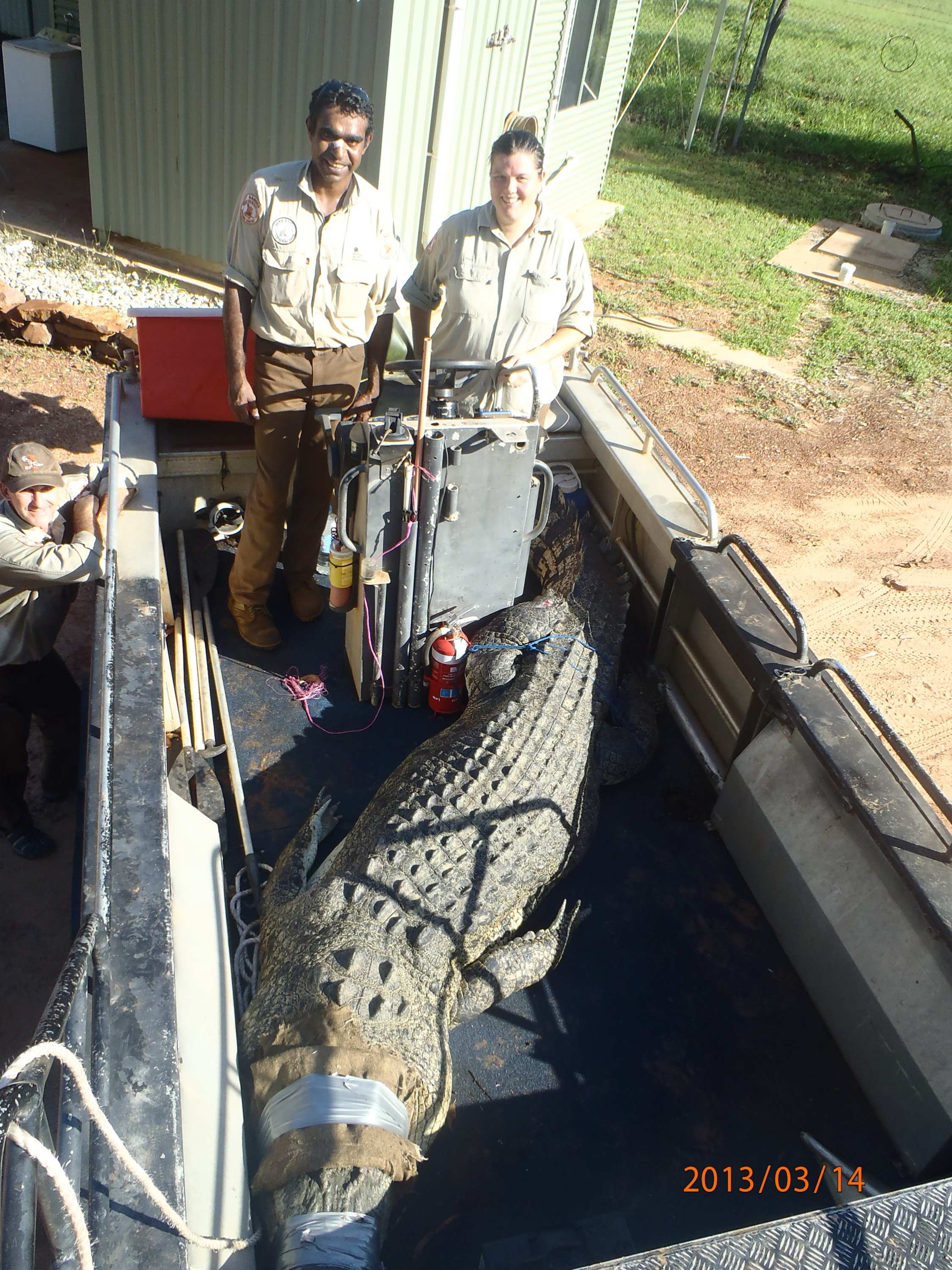 Monster croc harpooned after attacking horse - ABC News