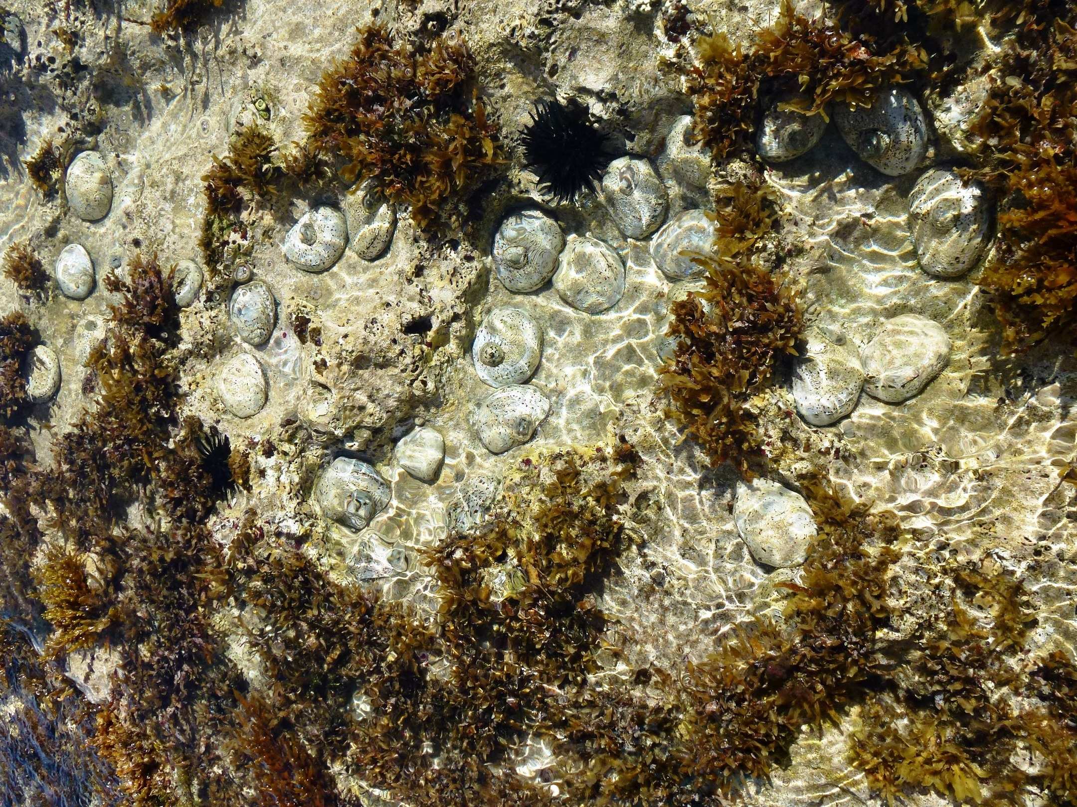 DPIRD investigates claims Geraldton man was caught with Roe's abalone ...