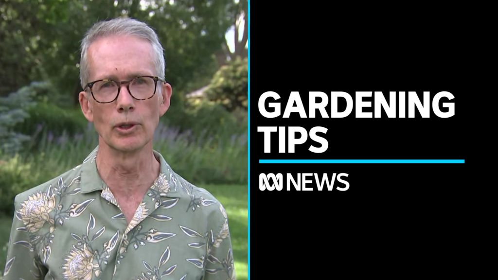 Botanist gives gardening advice amid heatwaves - ABC News