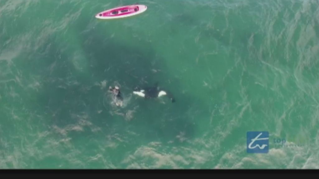 Drone footage shows kayaker swimming with killer whale in New Zealand ...