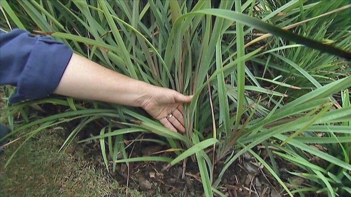 Divide and Multiply - Gardening Australia