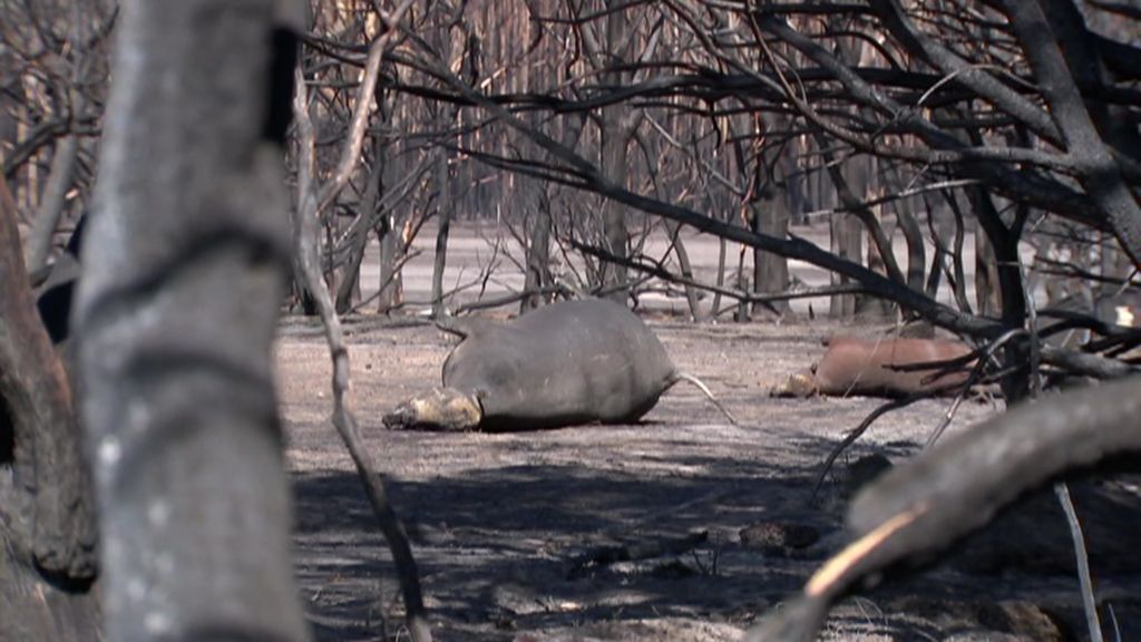 Kangaroo Island Fires: Picking up the pieces after catastrophic ...