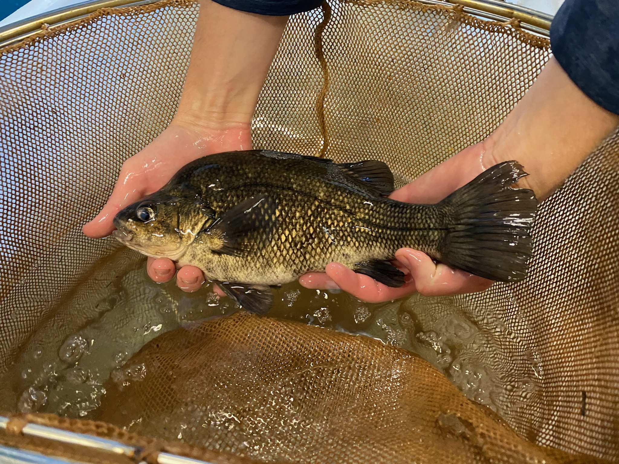 The Big Fish bring back the mighty Macca - ABC listen