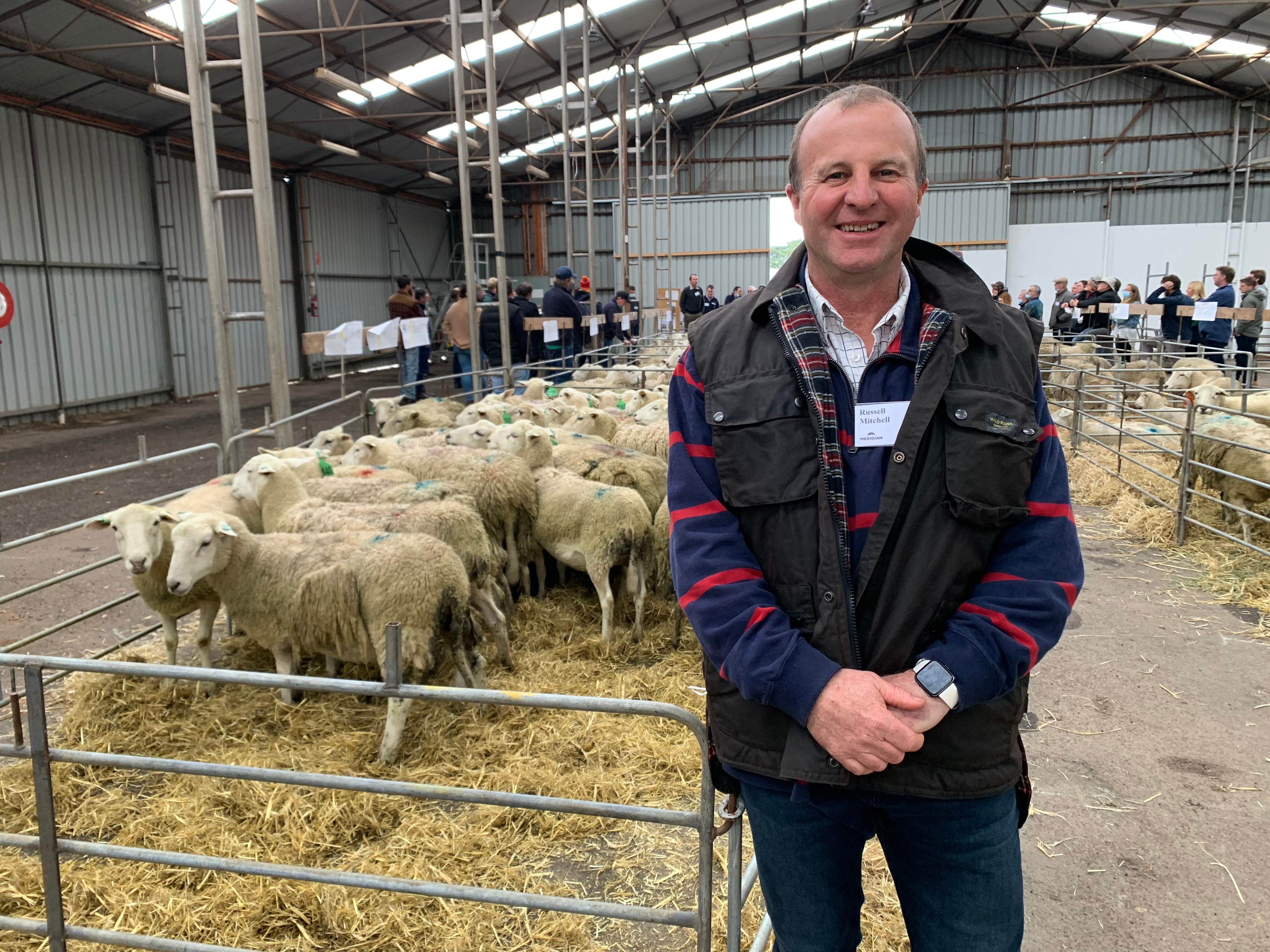 To go nudie or not? Why sheep that don't need shearing could be the way ...