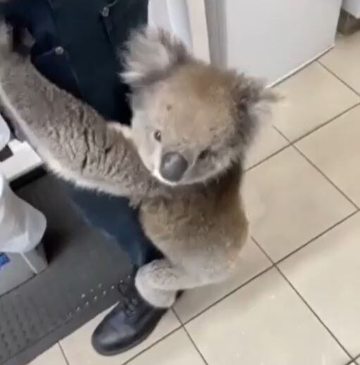 How a koala climbed the leg of a service station attendant - ABC listen