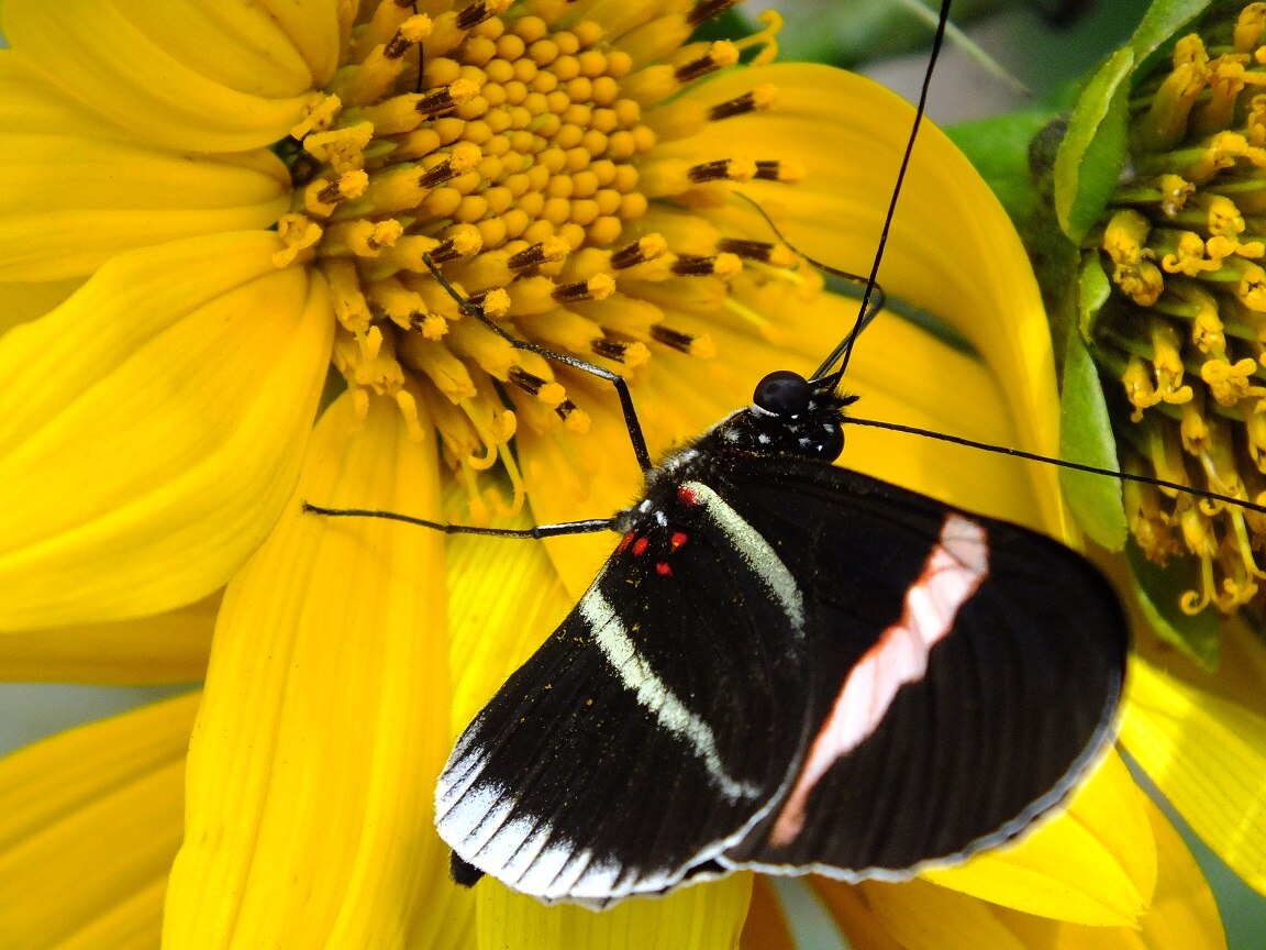 Cortex gene responsible for colour of both bright tropical butterflies ...