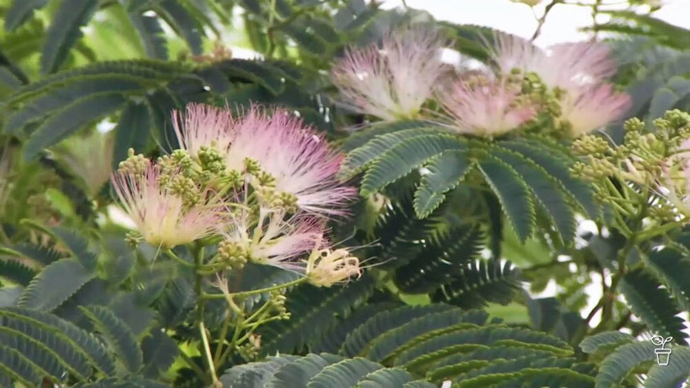 Plant Profile | Persian Silk Tree - Gardening Australia