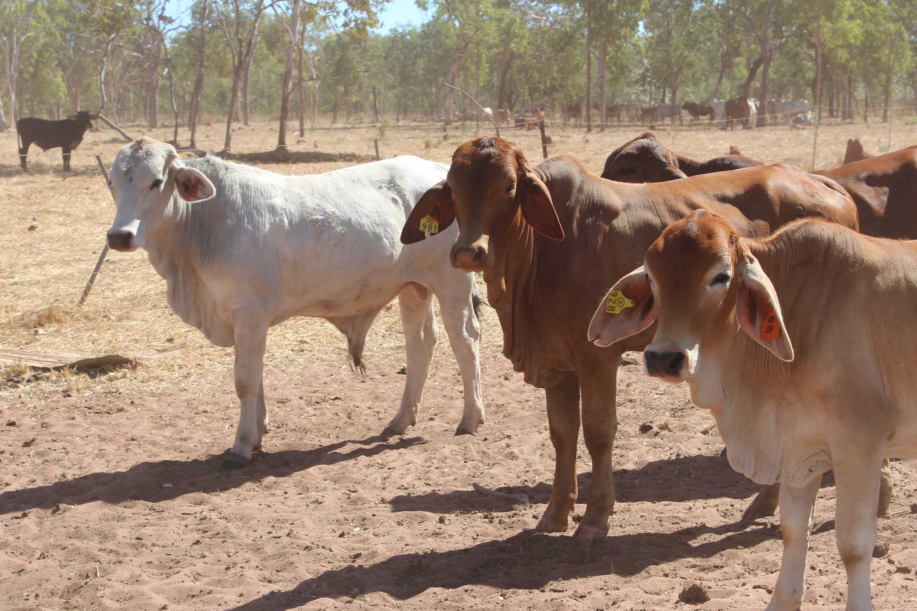Northern cattle producers turn to polled gene tests - ABC News
