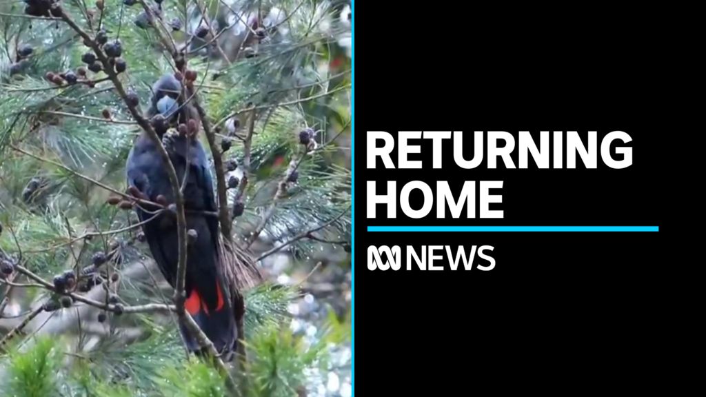 Project aims to replace homes for Glossy Black cockatoos that were lost ...