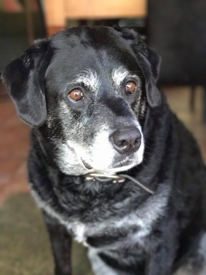 Older dogs are the hardest to rehome, but here's why you should ...