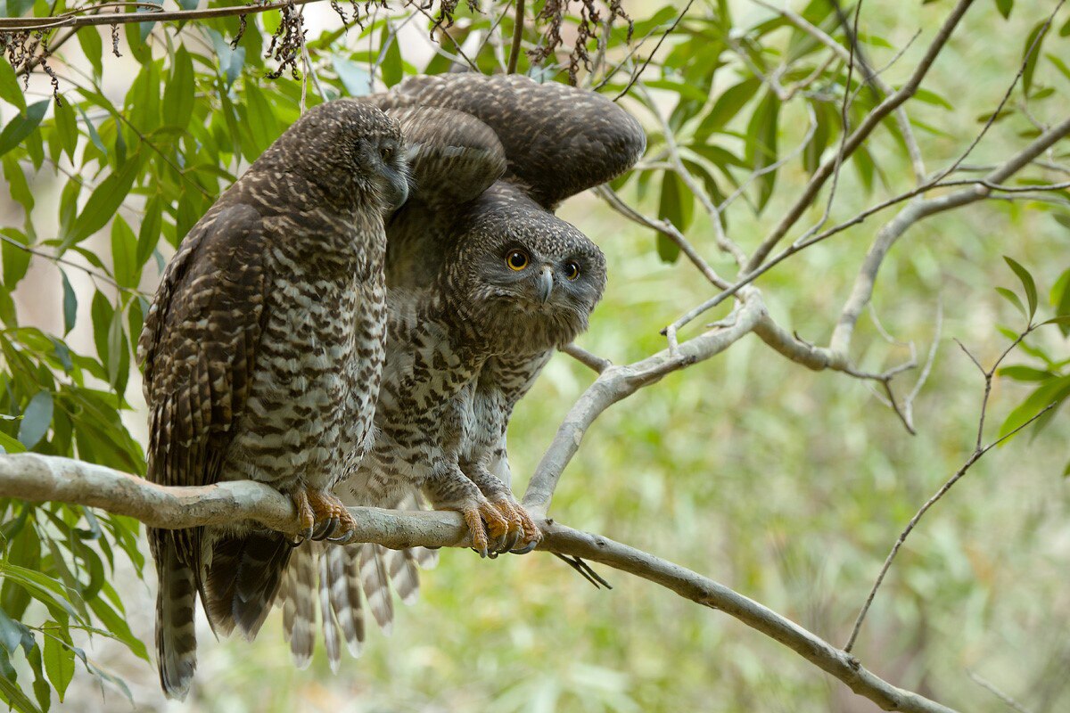 Risk of 'scary' owl attack forced location shift for Mt Coot-tha ...