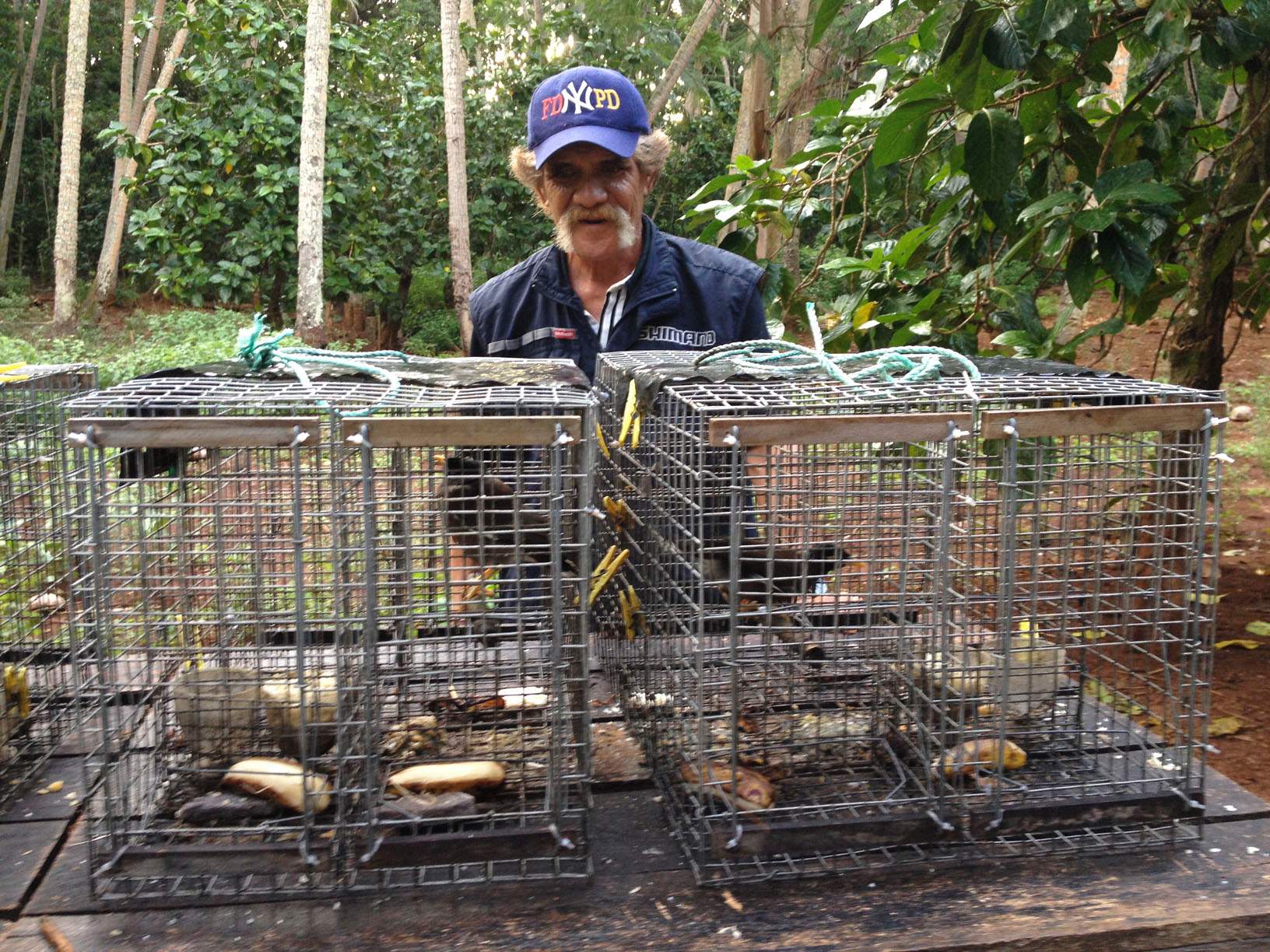 Hunting down the common myna on the island of Atiu in the Cook Islands ...