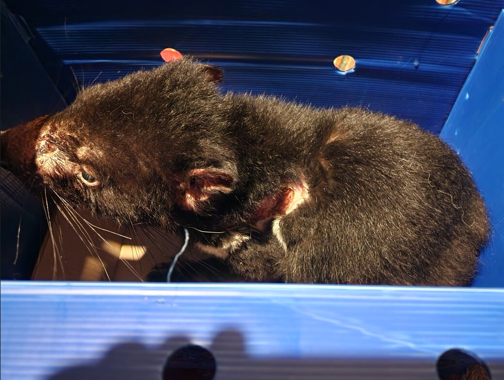 There's a devil in my lounge room - ABC listen