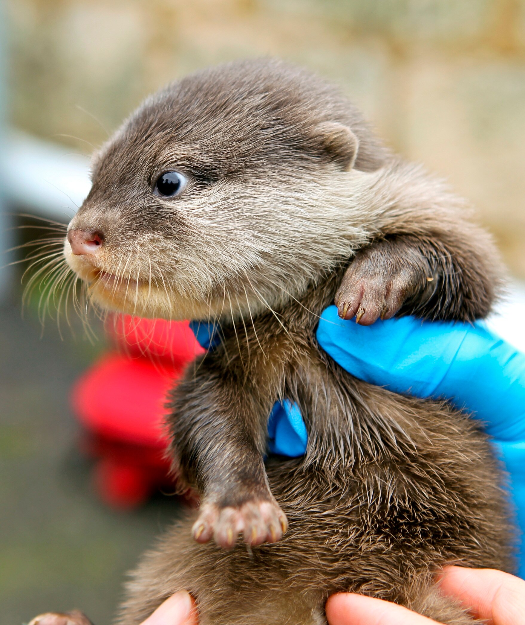 Vets check first otters born in decades at Perth Zoo - ABC News