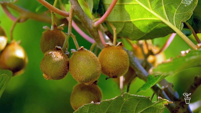 Kiwi Fruit - Gardening Australia