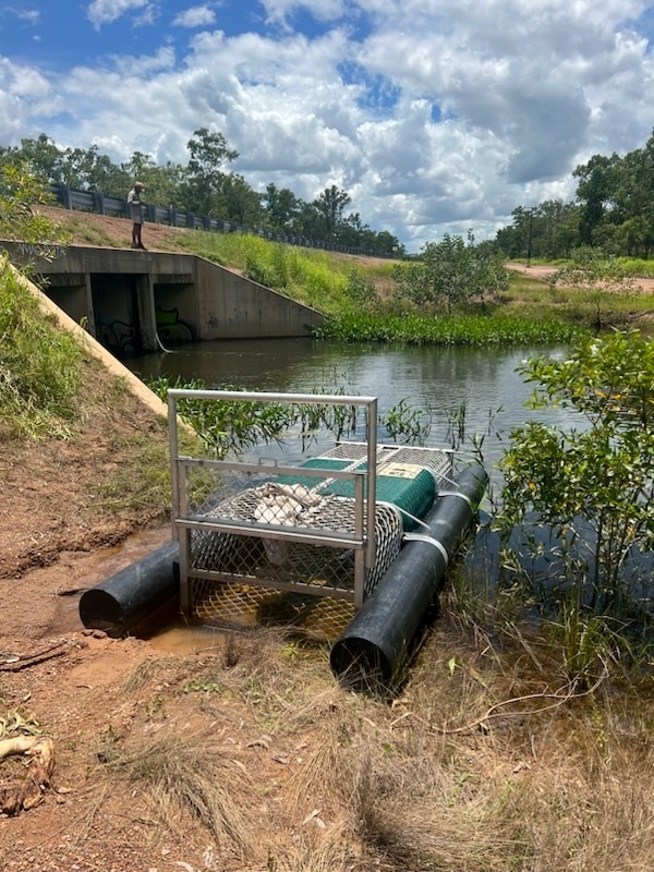 NT wildlife rangers investigating after three-metre crocodile found ...