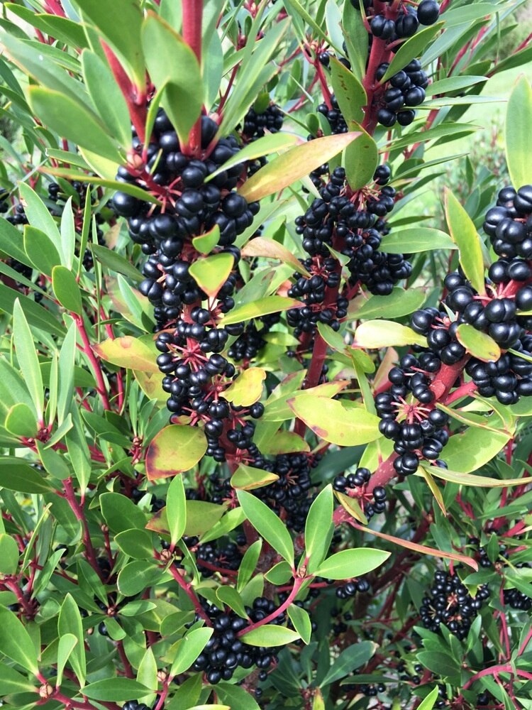 Tasmanian mountain pepper harvest in full swing at Underwood - ABC News