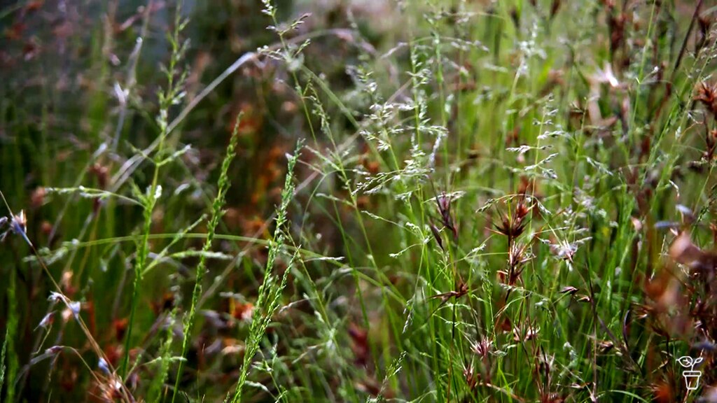 2025 | SERIES 36 | Episode 37 - Gardening Australia