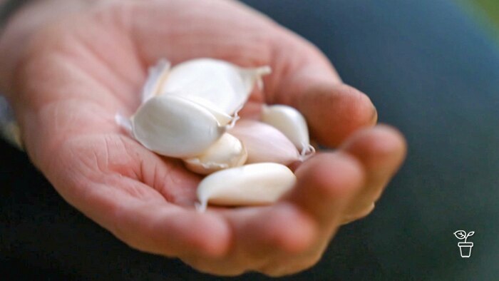 Guide to Garlic - Gardening Australia