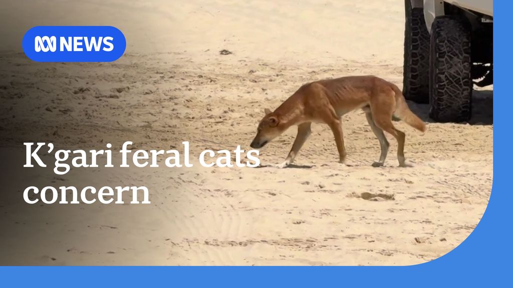 Animals - Topic - ABC News