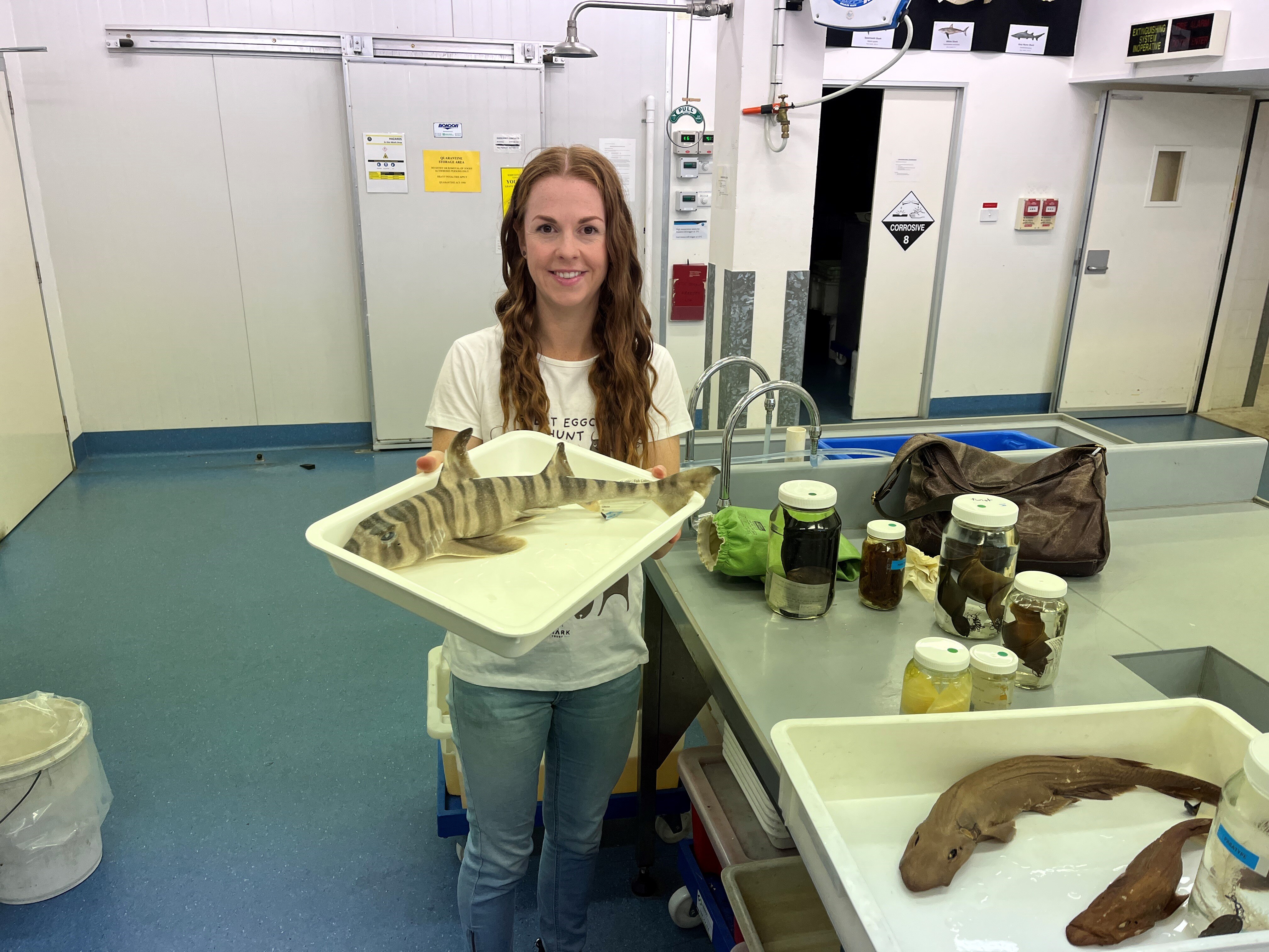 How two spiral shark egg cases put the puzzle together to discover new ...