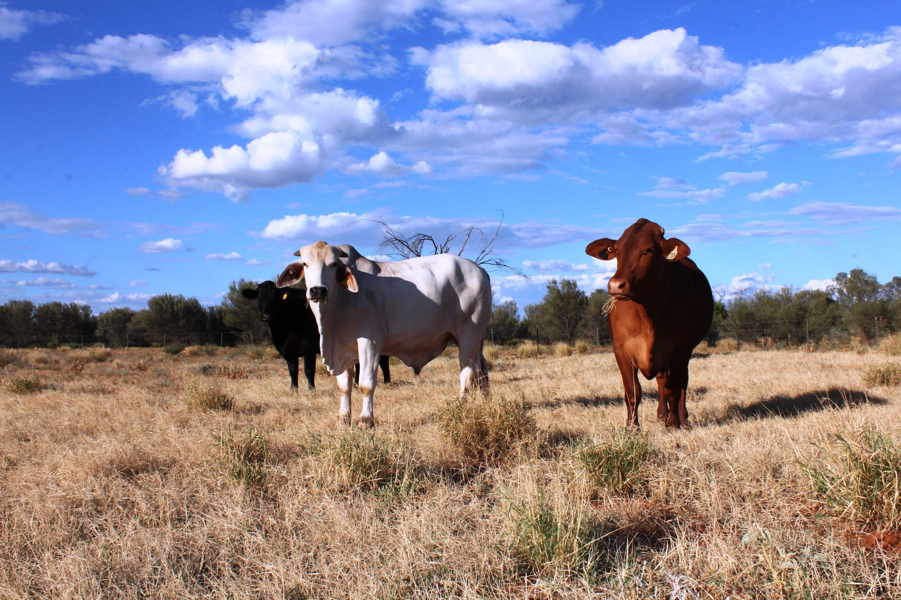 NT Government-run steer challenge reveals key information on pasture ...