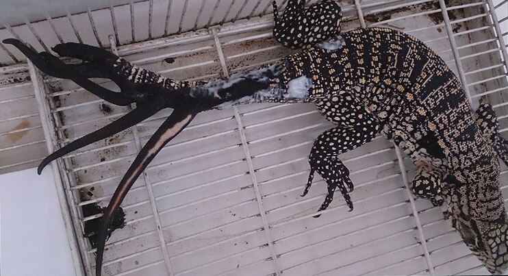 Lizard regenerates six tails following injury in Argentina, setting new ...