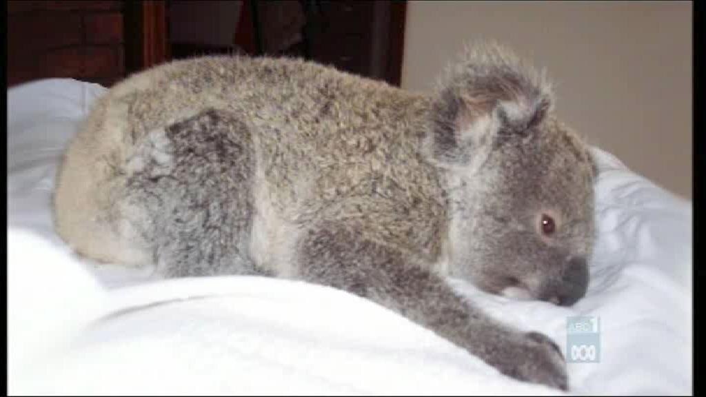 Doug the koala's surgery delayed - ABC News