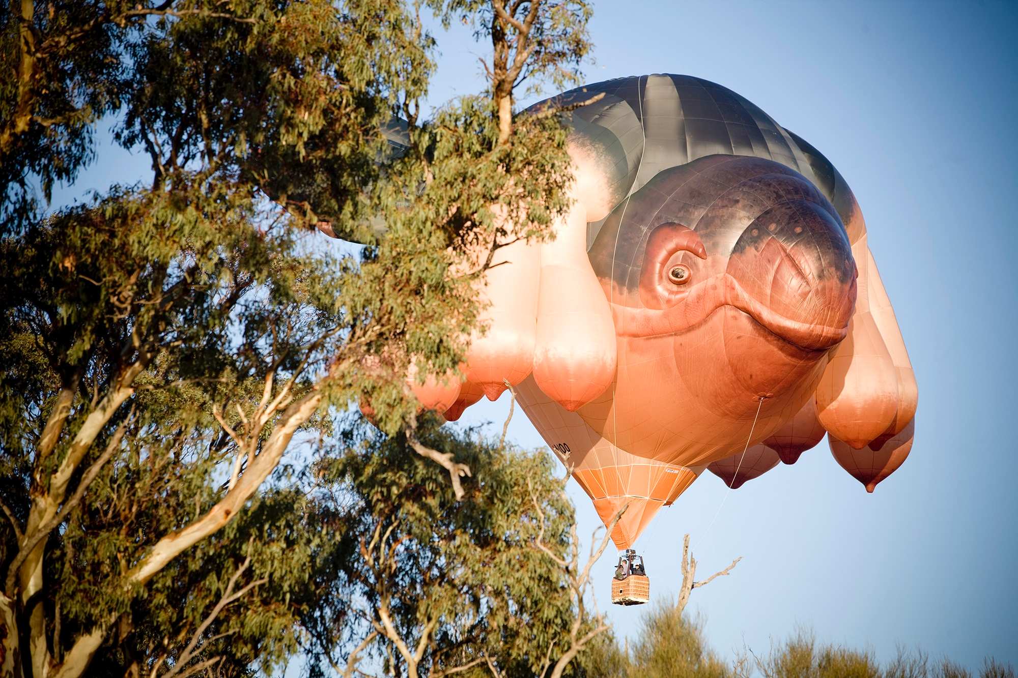 Skywhale and Skywhalepapa return to Canberra's sky - ABC listen