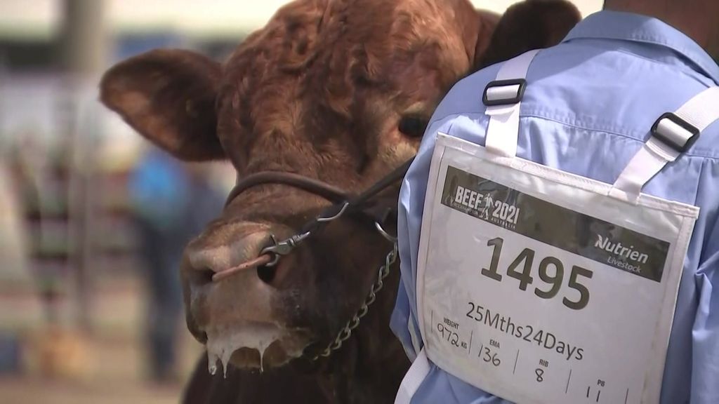 Beef Australia 2024 kicks off in Rockhampton - ABC News