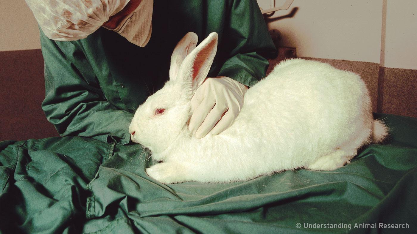 Animal Testing - Behind The News