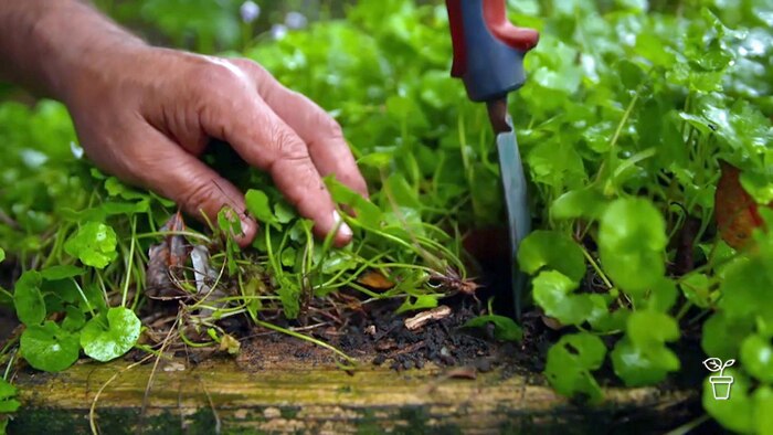 Transplanting Tips - Gardening Australia
