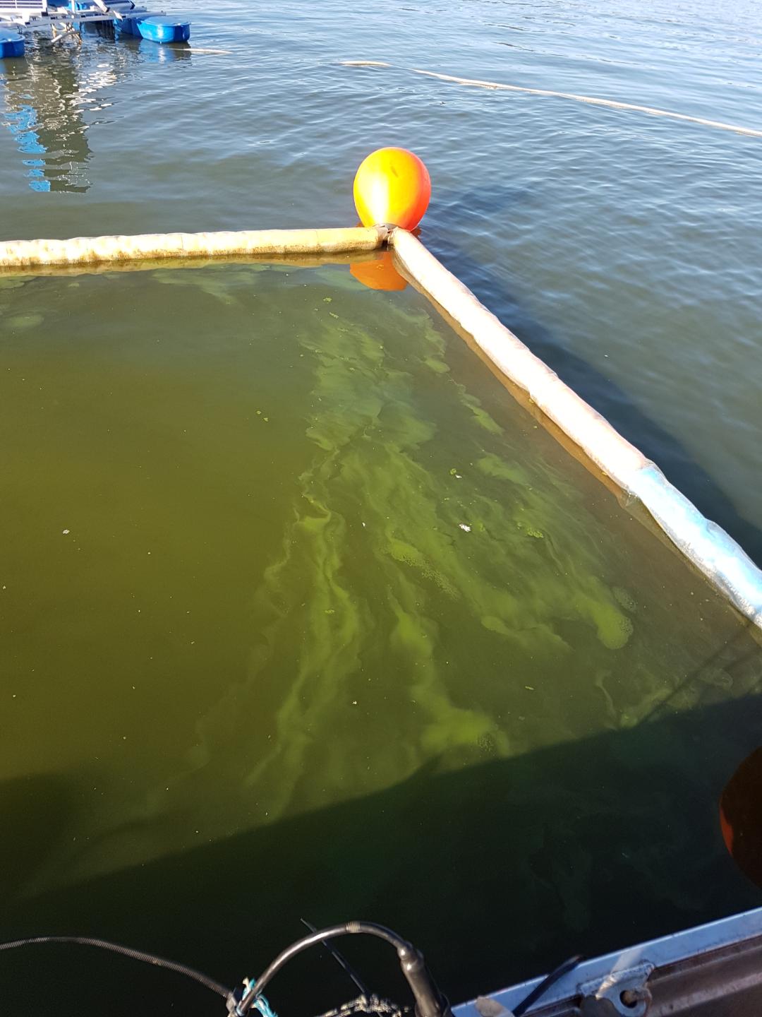 What's happening with the blue green algae in Lake Tuggeranong? Update ...