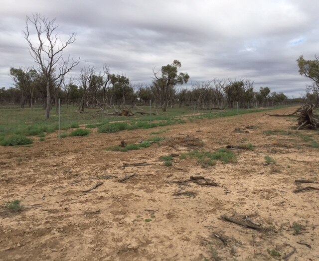 Grazier says 35km roo exclusion fence on Queensland cattle property ...