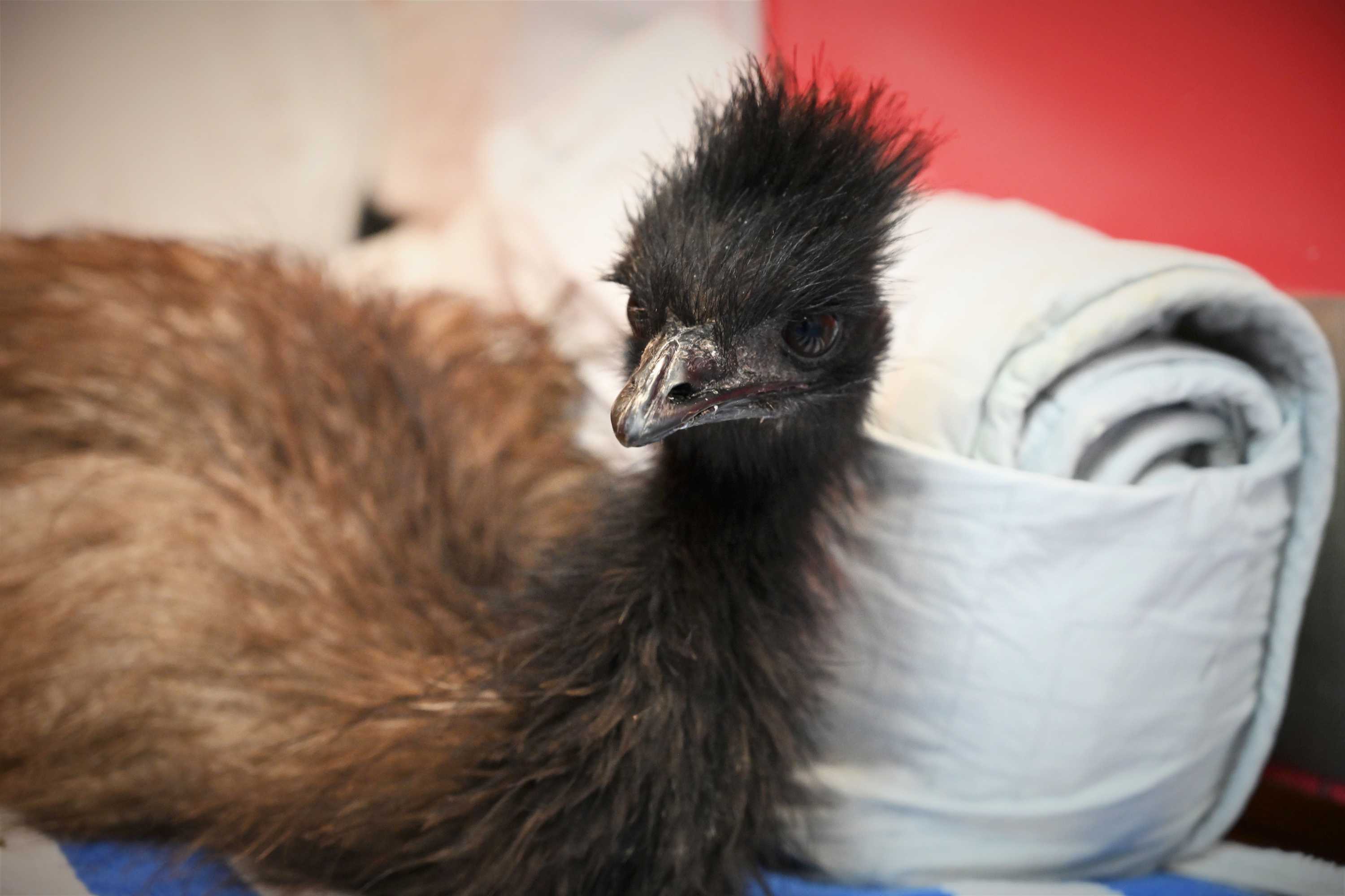 Emu found wandering Brisbane street almost dies in emergency surgery ...