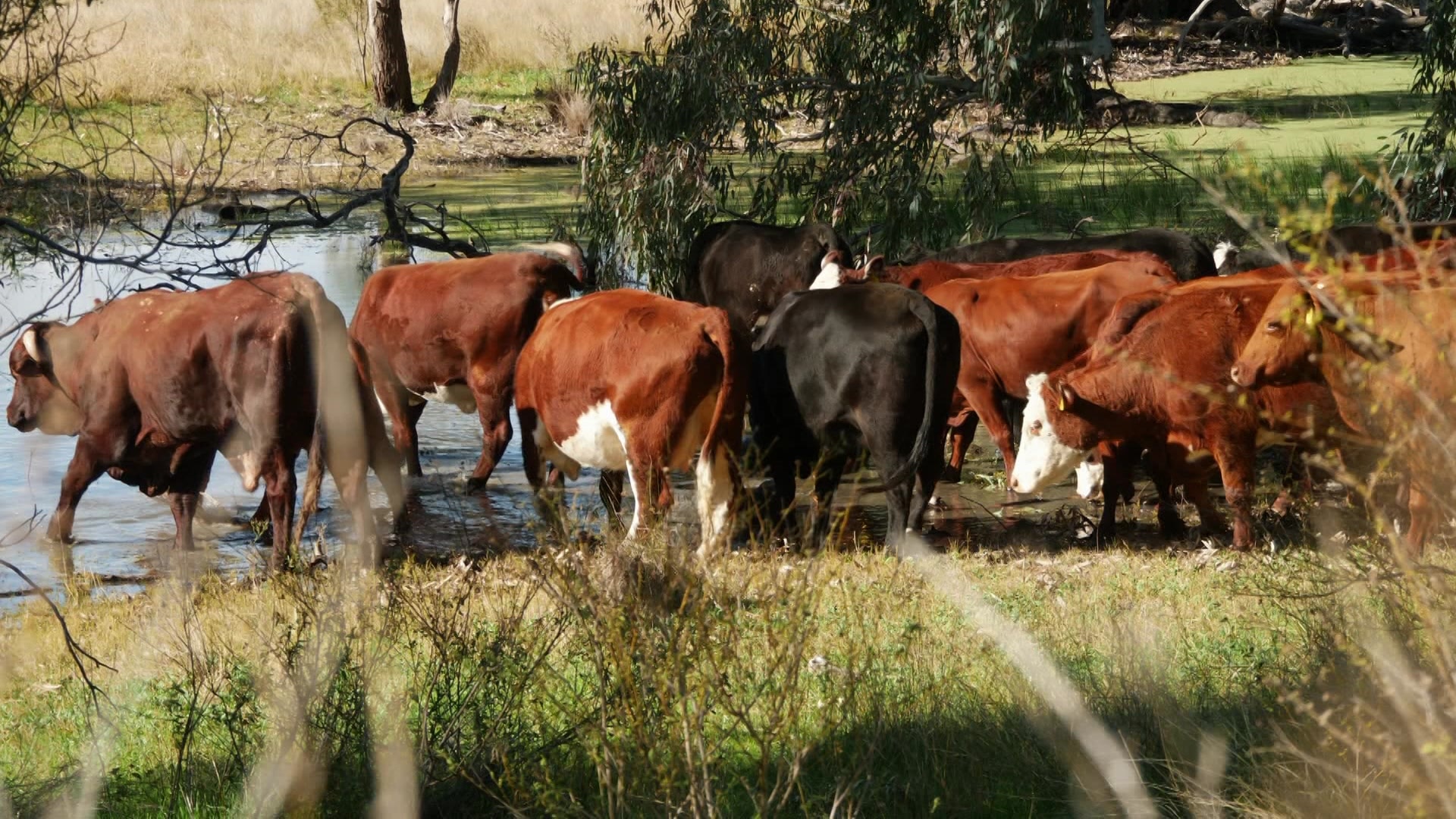 Rights to Rain: The practice of flood plain harvesting - ABC News