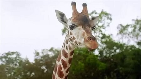 Big Ted's Big Adventure Video Clips | Big Ted's Big Adventure - ABC Kids