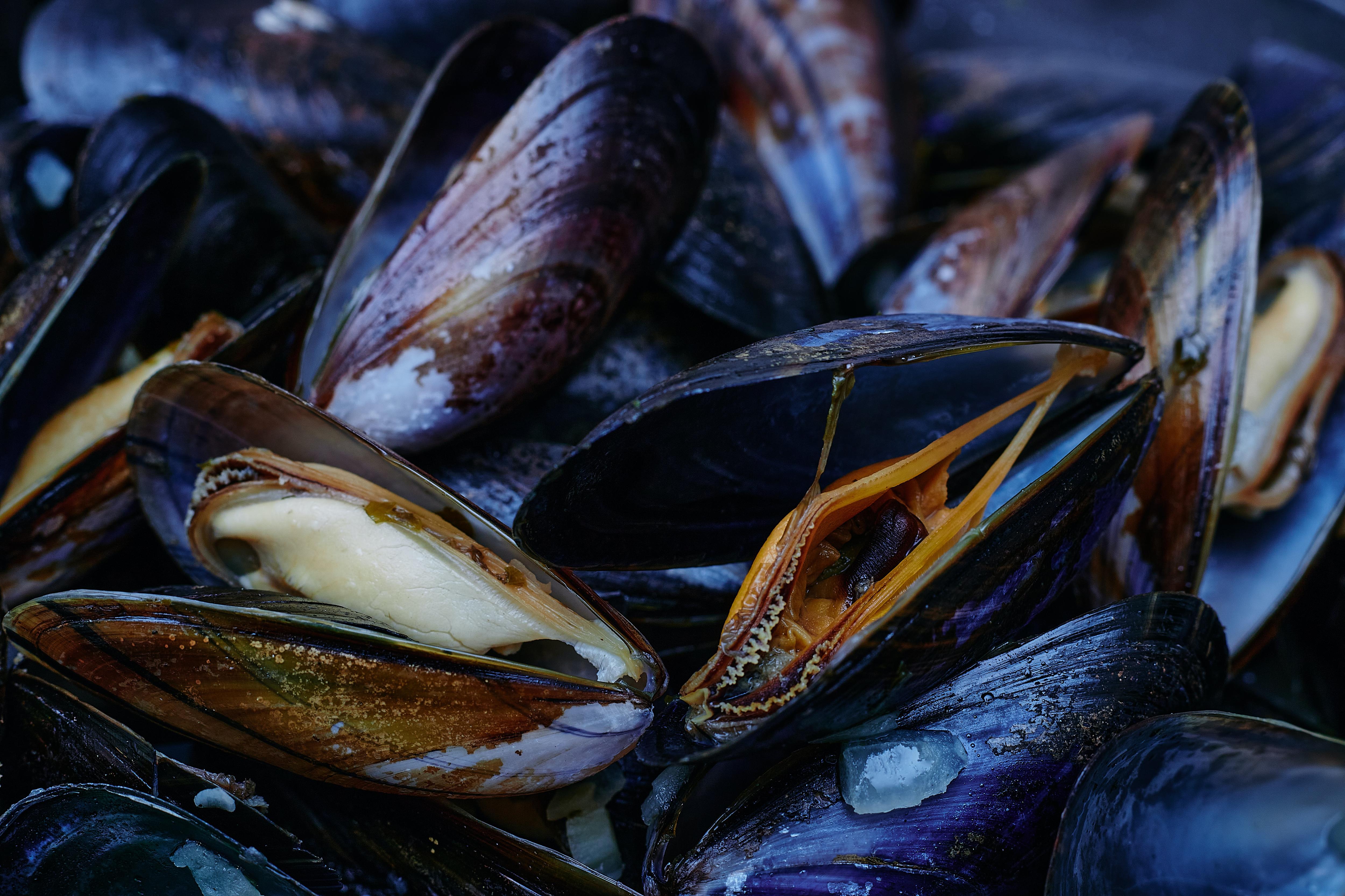 Mussels: Not exactly cute, but definitely important - ABC listen