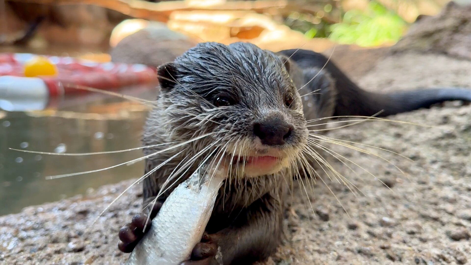 Perth swelters as mercury hits 40 degrees Celsius in first heatwave of ...