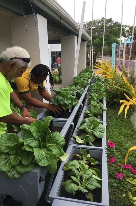 New agriculture systems to help grow food on Pacific sandy atolls - ABC ...