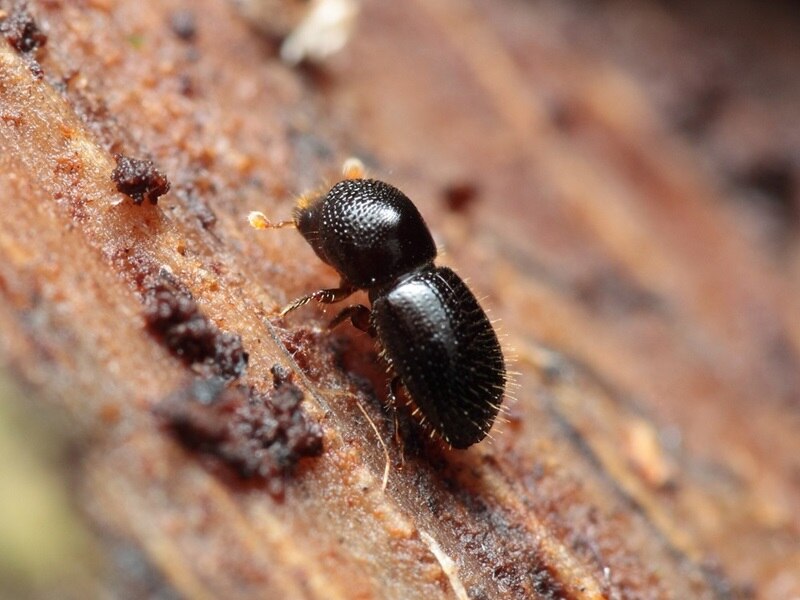 Invasive beetle puts Australian trees at risk - ABC News