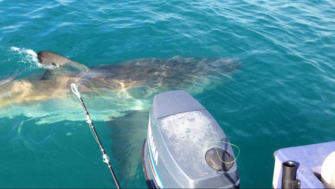 Four-metre shark circles fishing boat off Dawesville Cut, south of ...