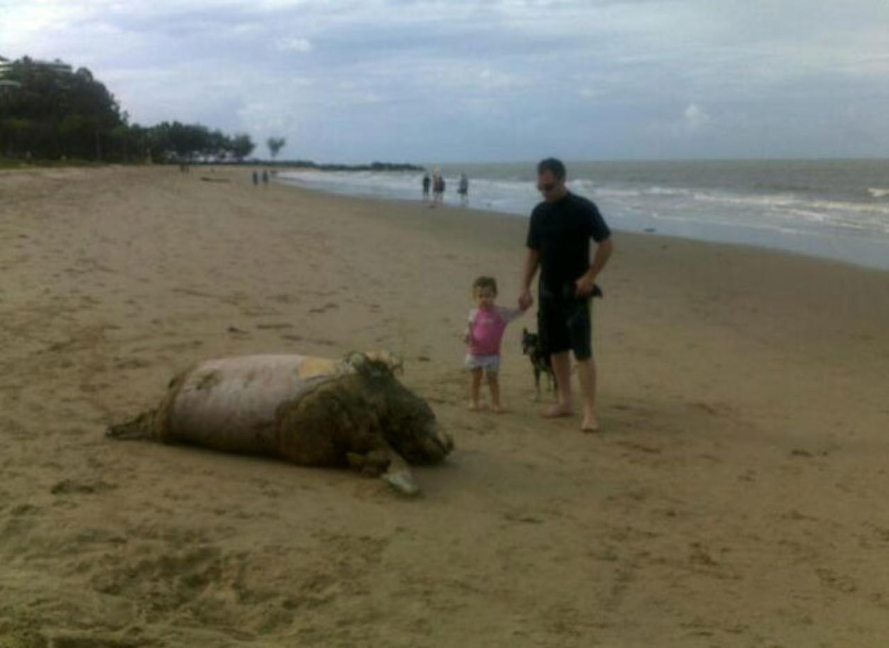 Dugong death sparks call for new conservation plan - ABC News