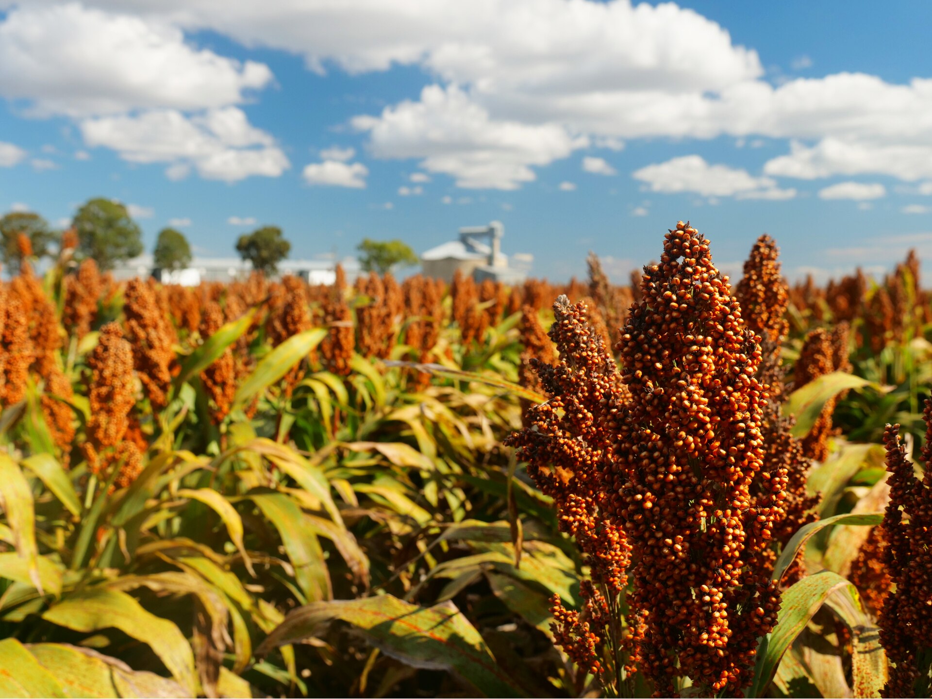 Queensland agriculture to receive $30 million funding injection if LNP ...
