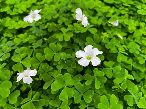 How to kill clover without harming your plants - ABC listen