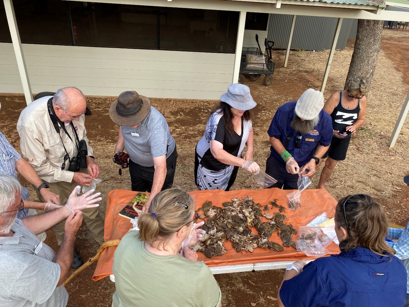 Cane toads collected, bagged, frozen for university by inquisitive ...